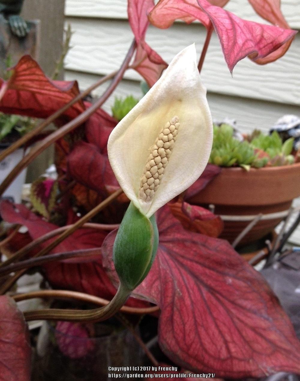 Caladiums: Plant Care and Collection of Varieties - Garden.org