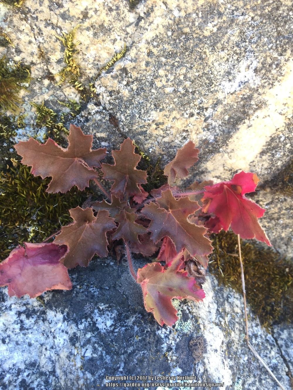 Small-Flowered Alum Root (Heuchera micrantha) in the Coral Bells ...
