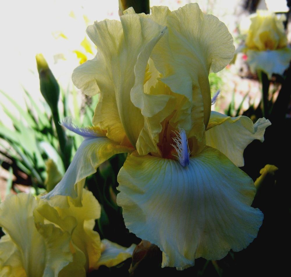 Photo of the bloom of Tall Bearded Iris (Iris 'Sky Hooks') posted by ...