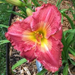Photo of the bloom of Daylily (Hemerocallis 'My Sunny Valentine ...