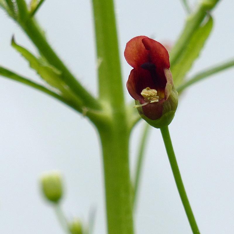 Late Figwort (Scrophularia marilandica) - Garden.org