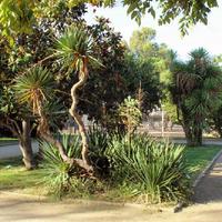Photo of the entire plant of Weeping Yucca (Yucca gloriosa var. tristis ...