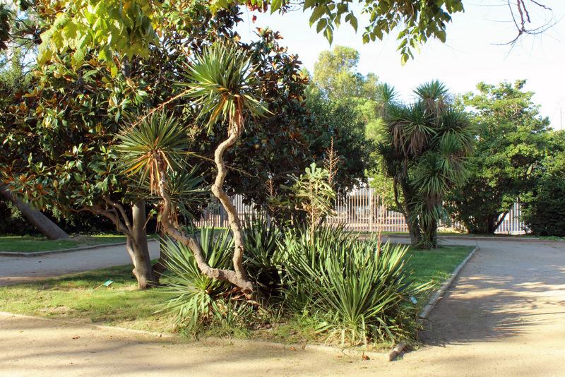 Photo of the entire plant of Weeping Yucca (Yucca gloriosa var. tristis ...