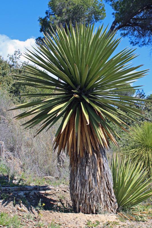 Photo of the entire plant of Faxon Yucca (Yucca faxoniana) posted by ...