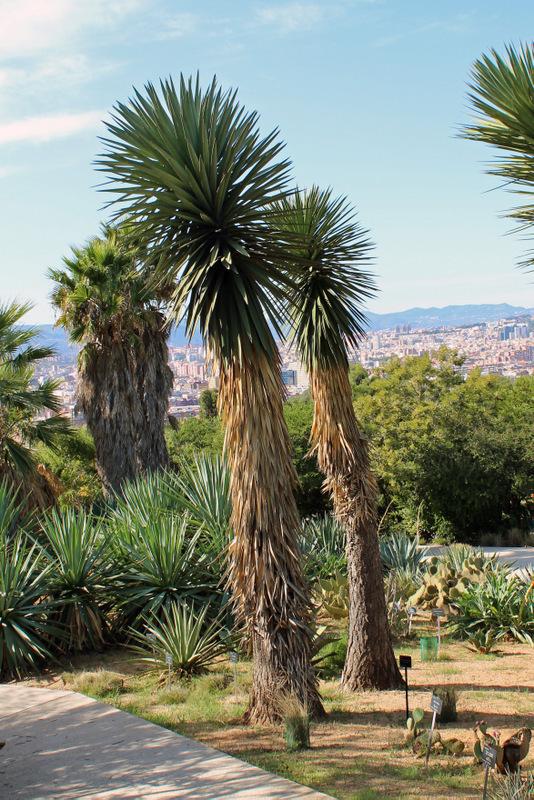 Faxon Yucca (Yucca faxoniana) - Garden.org