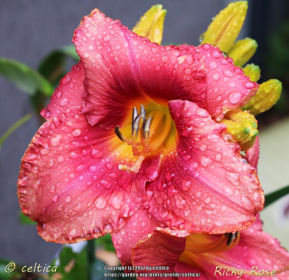 Daylily (Hemerocallis 'Ricky Rose') in the Daylilies Database - Garden.org