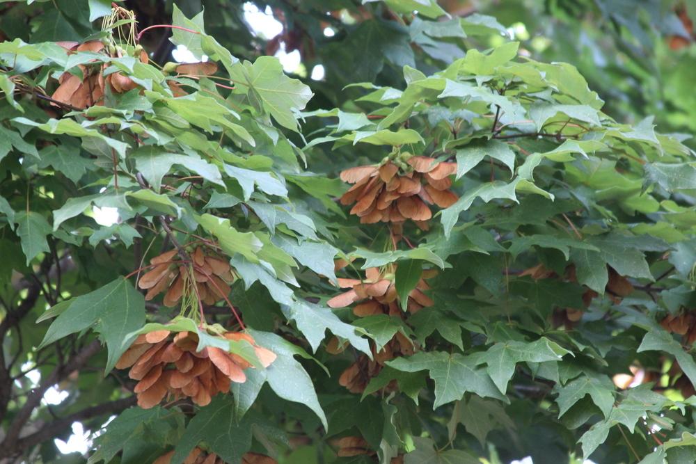 Mexican Sugar Maple (Acer saccharum subsp. skutchii) - Garden.org