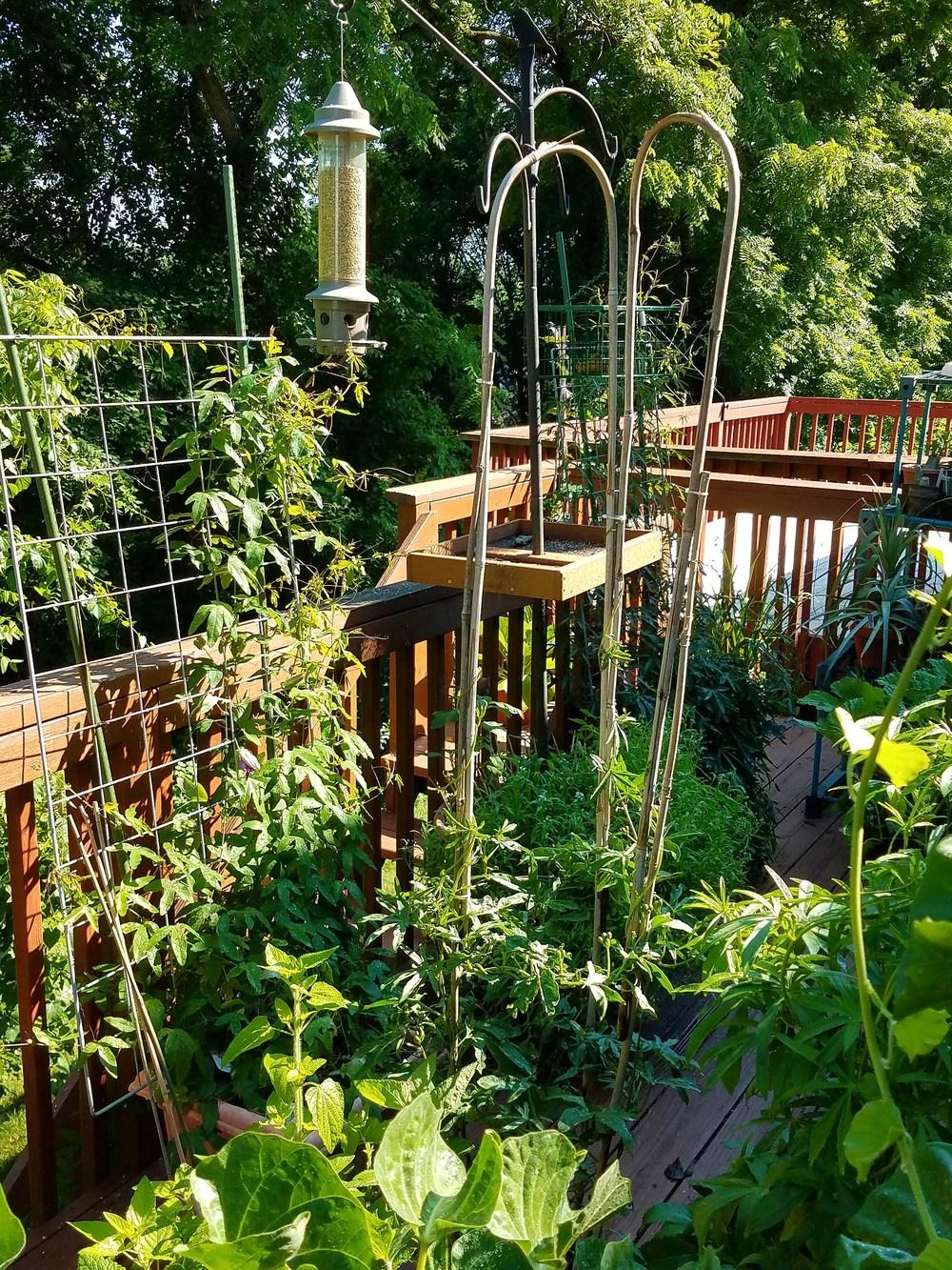 Extended the circular trellises in the Ipomoea forum - Garden.org