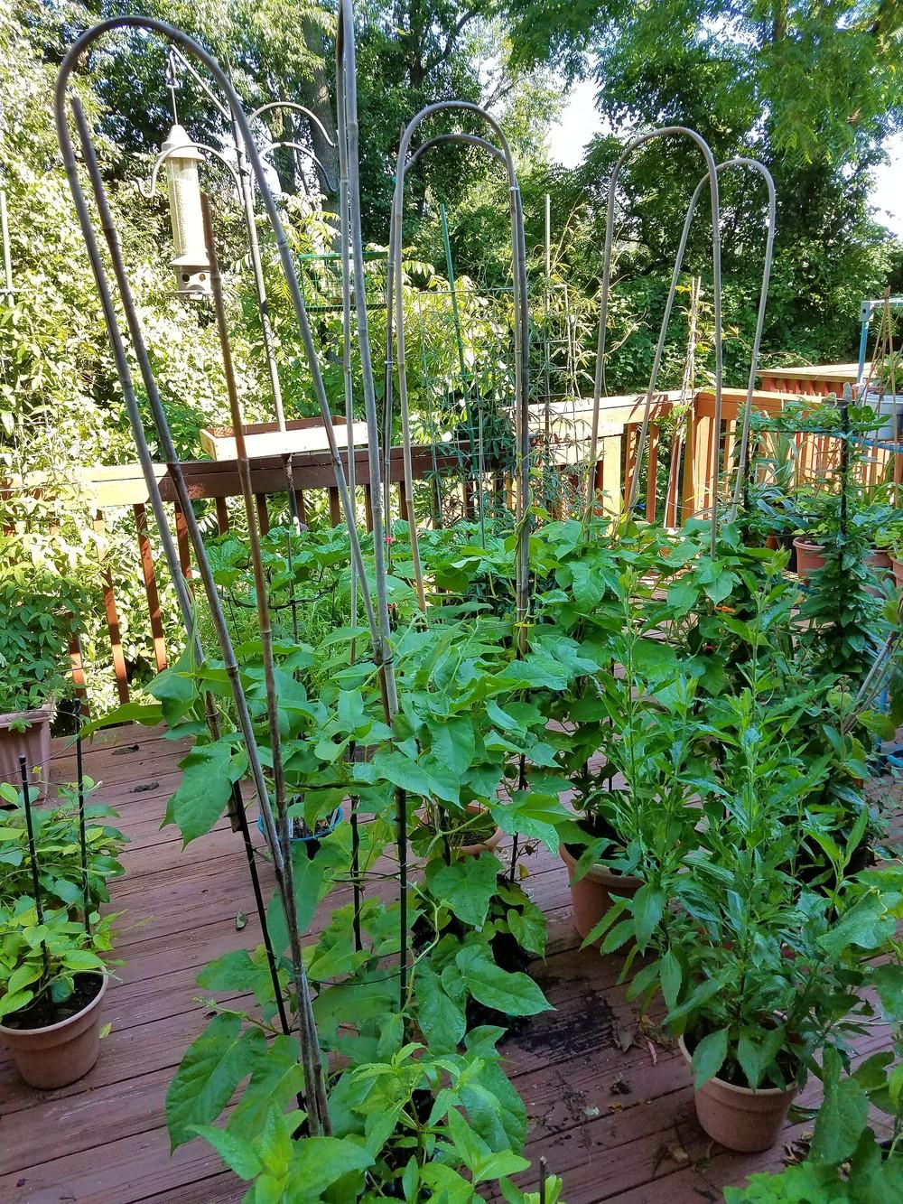 Extended the circular trellises in the Ipomoea forum - Garden.org