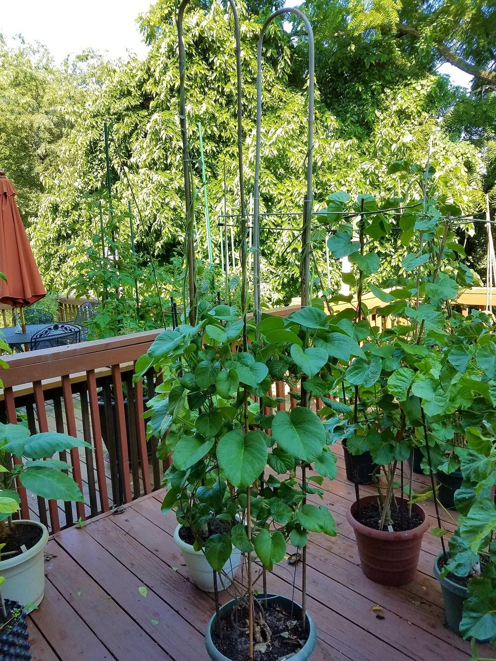 Extended the circular trellises in the Ipomoea forum - Garden.org