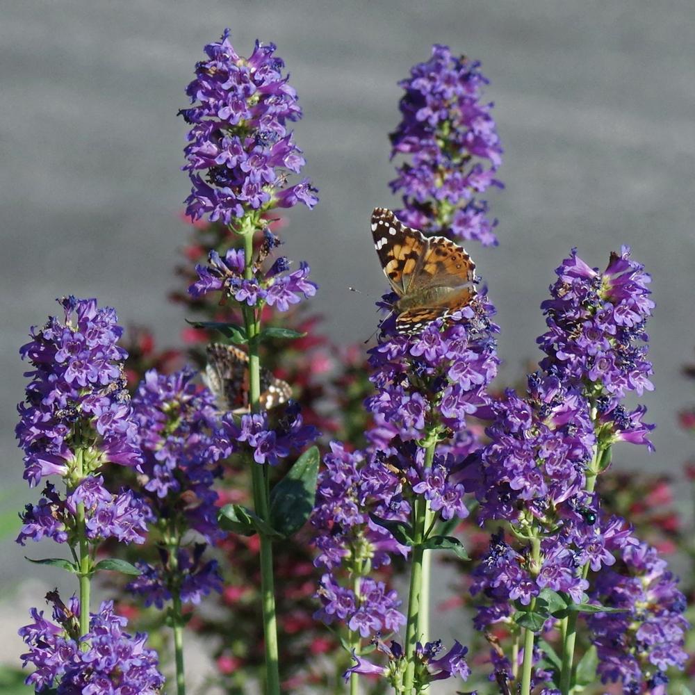 Penstemons: Plant Care and Collection of Varieties - Garden.org