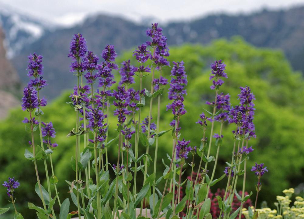 Penstemons: Plant Care and Collection of Varieties - Garden.org