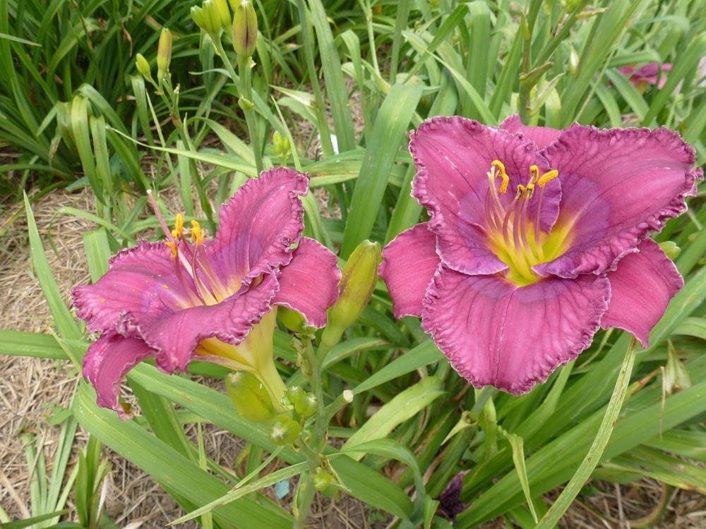Daylily (Hemerocallis 'Grape Pearls') in the Daylilies Database ...