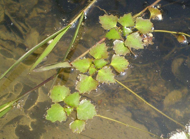Caltrop (Trapa incisa) - Garden.org