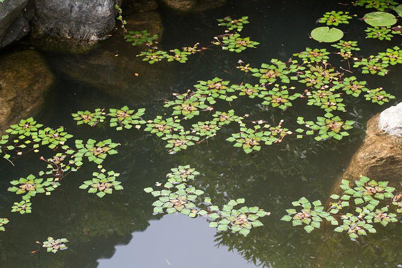 Caltrop (Trapa japonica) - Garden.org