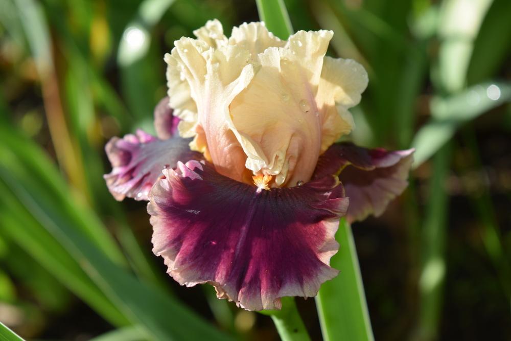 Tall Bearded Iris (Iris 'Make Mine Magic') in the Irises Database ...