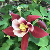 Photo of the bloom of Columbine (Aquilegia 'Songbird Cardinal') posted ...