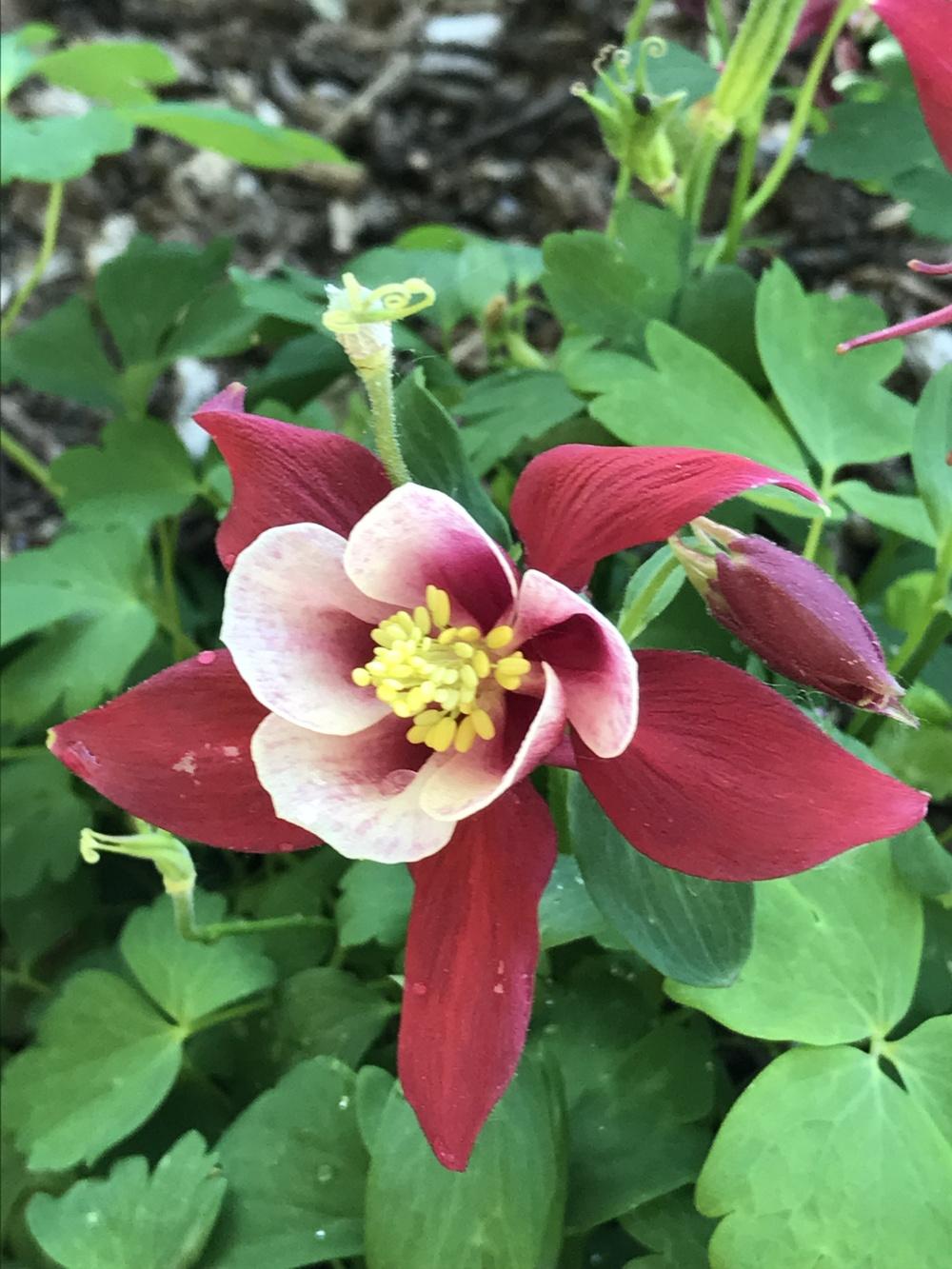 Photo of the bloom of Columbine (Aquilegia 'Songbird Cardinal') posted ...