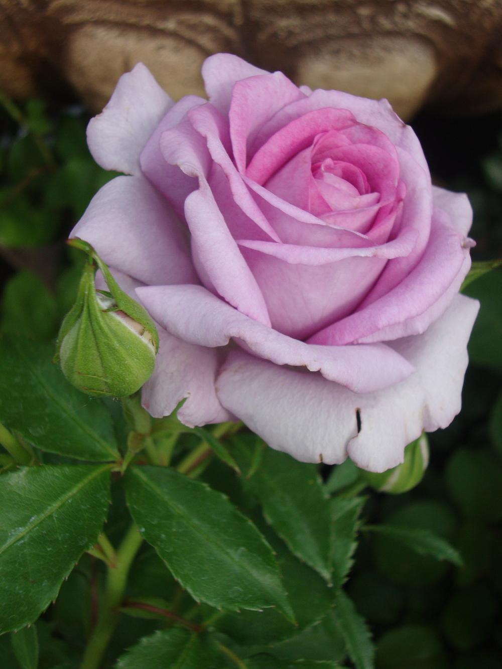 Photo of the bloom of Rose (Rosa 'Violet's Pride') posted by Paul2032 ...