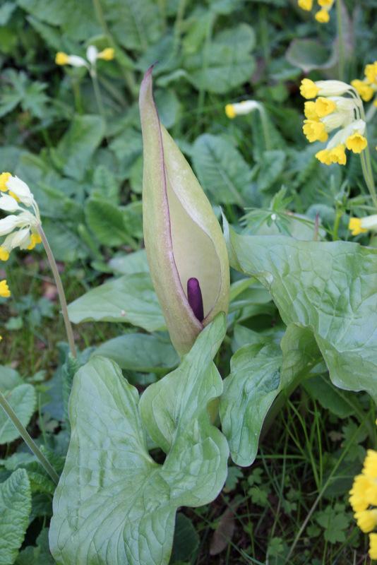 Arums: Plant Care and Collection of Varieties - Garden.org