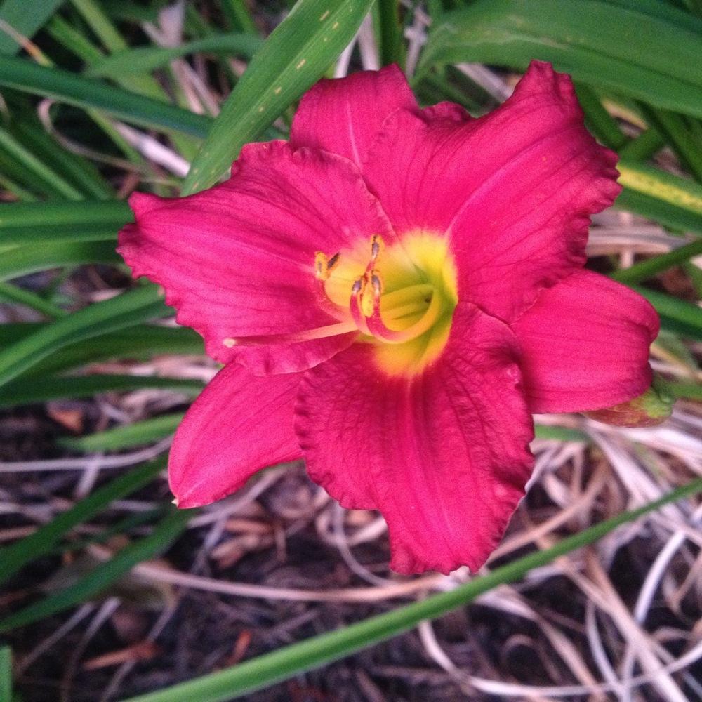Photo of the bloom of Daylily (Hemerocallis Ruby Stella ) posted by ...