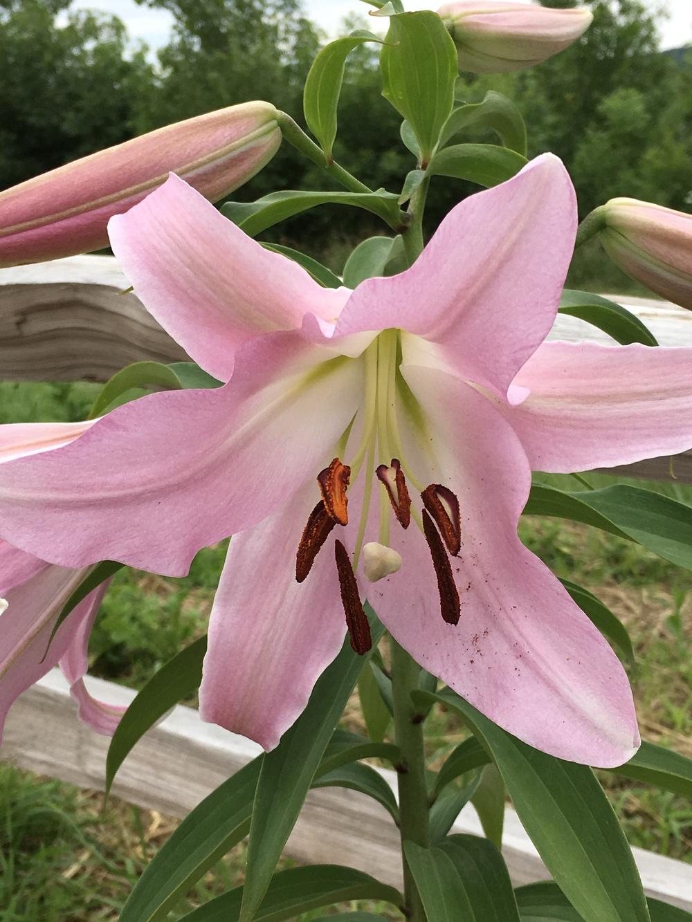 Photo of the bloom of Lily (Lilium 'Pink Mist') posted by Legalily ...