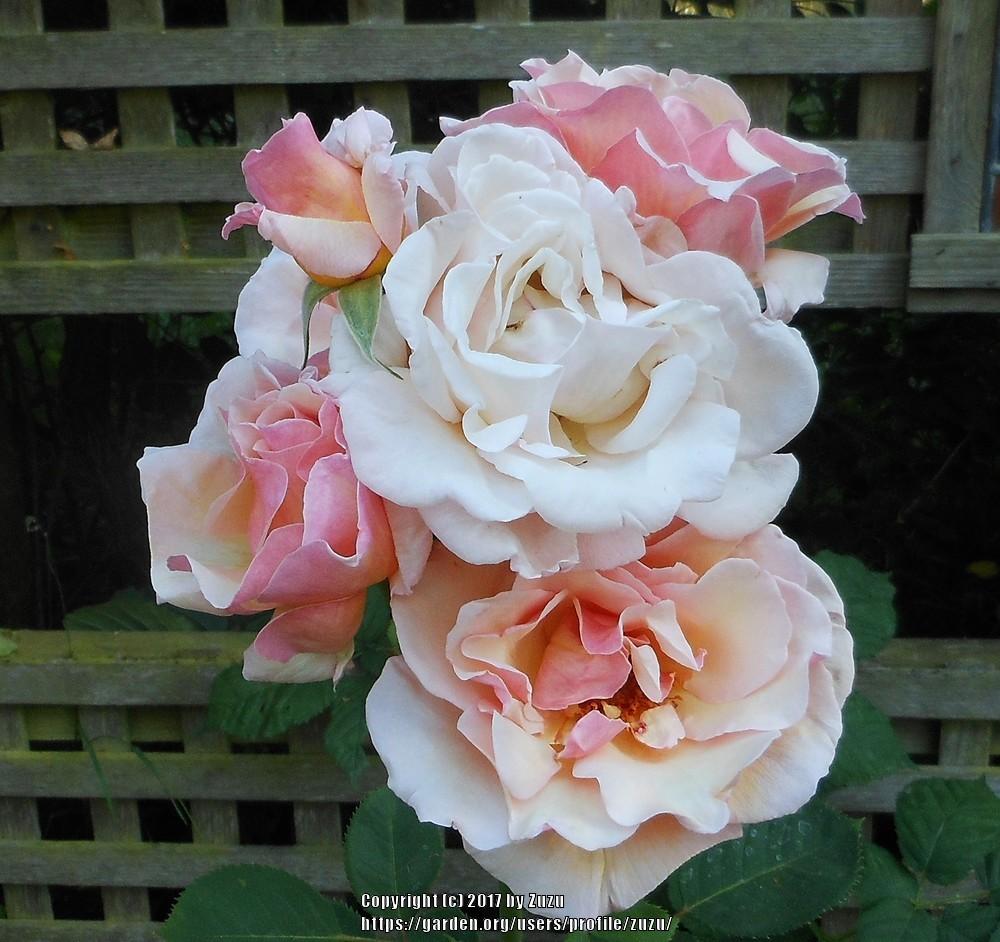 Rose (Rosa 'Pearlie Mae') in the Roses Database - Garden.org