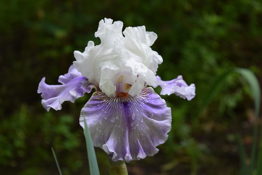Tall Bearded Iris (Iris 'Organza') in the Irises Database - Garden.org