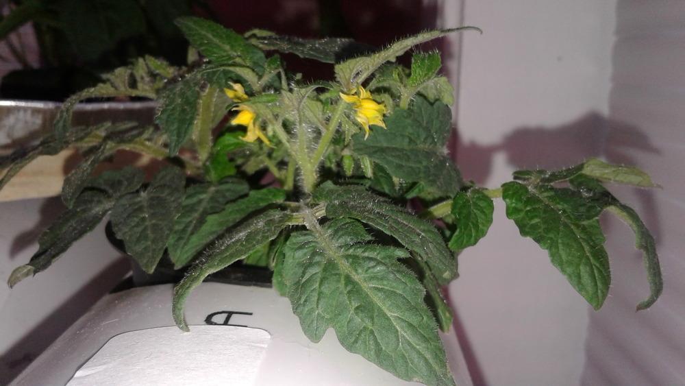 Tomato (Solanum lycopersicum 'Micro Tom') in the Tomatoes Database ...