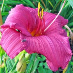 Daylily (Hemerocallis 'Summer Wine') in the Daylilies Database - Garden.org