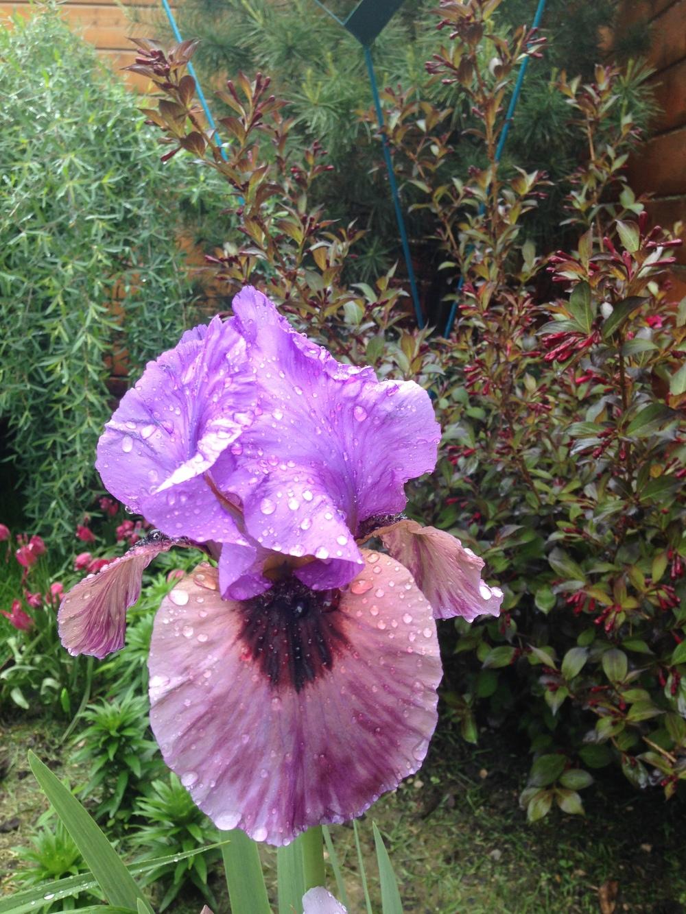 Arilbred Iris (Iris 'Wine and Lilac') in the Irises Database - Garden.org