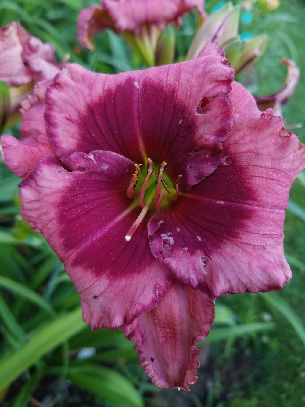 Daylily (Hemerocallis 'Electric Valentine') in the Daylilies Database ...