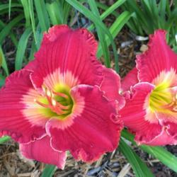 Photo of the bloom of Daylily (Hemerocallis 'My Sunny Valentine ...