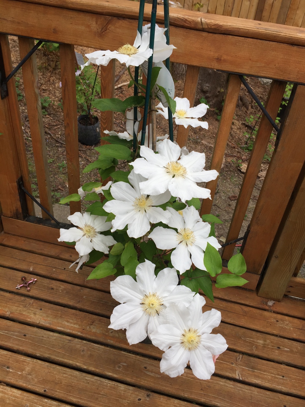 Photo of the entire plant of Clematis 'Toki' posted by mishkab - Garden.org