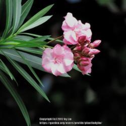Double Pink Oleander (Nerium oleander 'Splendens') in the Oleanders ...