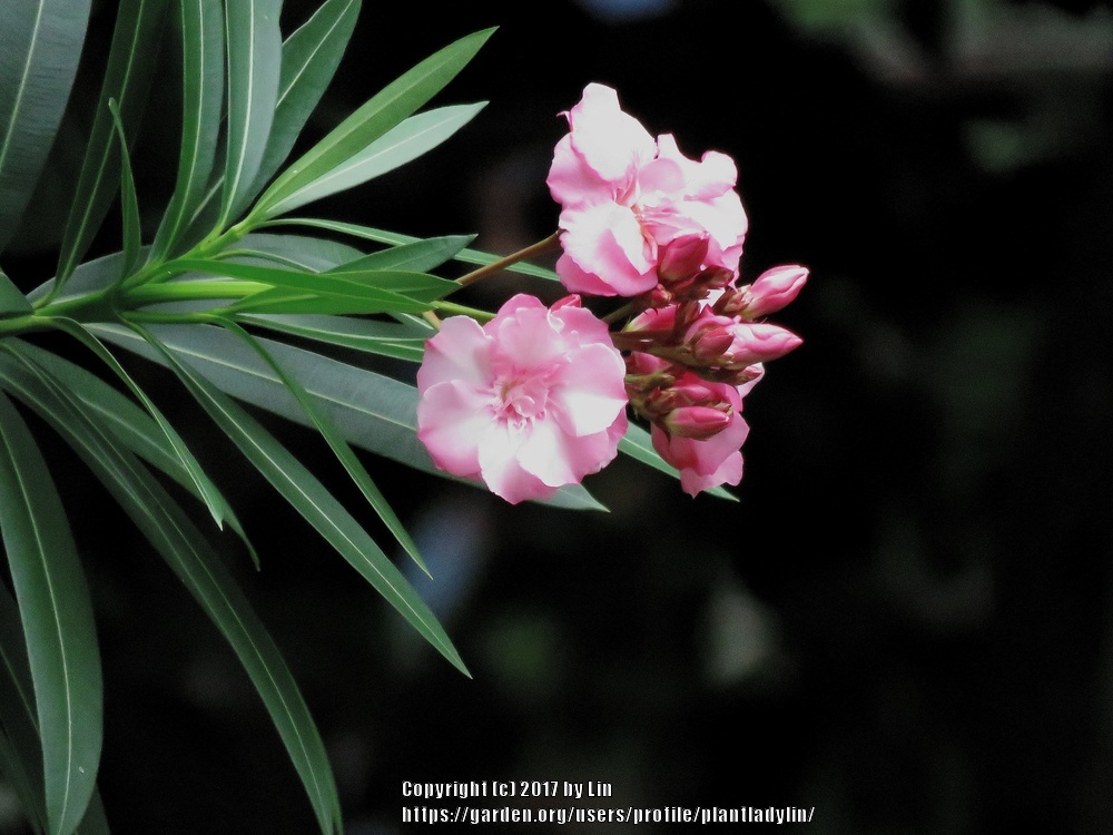Oleanders: Plant Care and Collection of Varieties - Garden.org