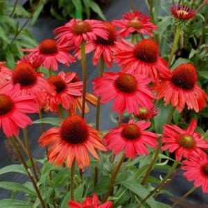 Dwarf Coneflower (Echinacea Kismet™ Red) in the Coneflowers Database ...