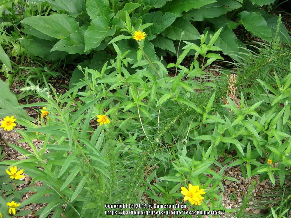 Photo of the entire plant of Orange Zexmenia (Zexmenia hispida) posted ...