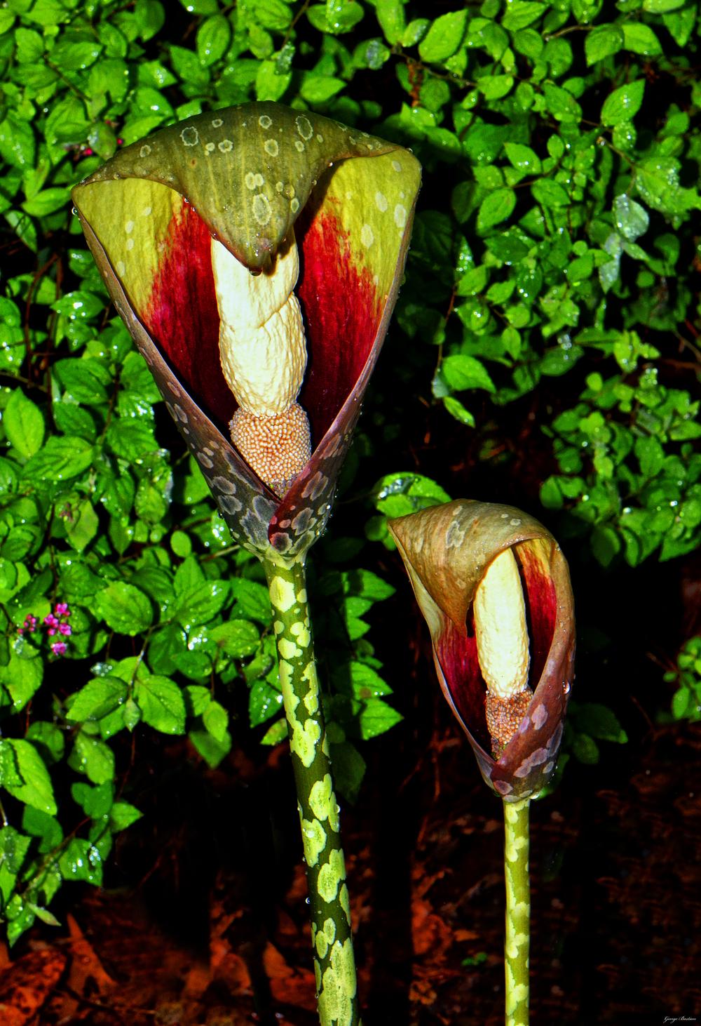 Amorphophallus: Plant Care and Collection of Varieties - Garden.org