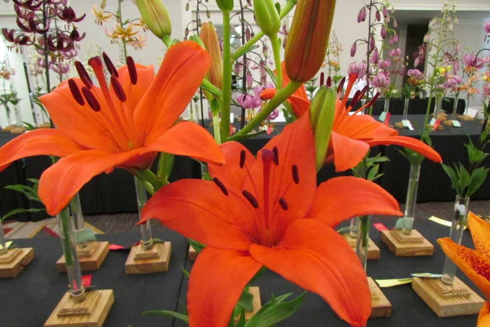 Lily (Lilium 'Avignon') in the Lilies Database - Garden.org