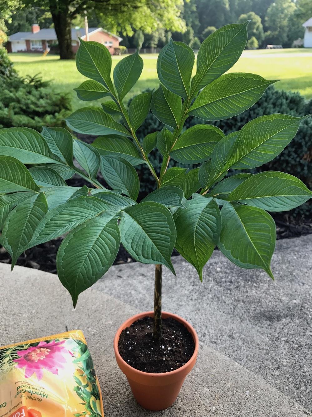 Photo of the entire plant of Voodoo Lily (Amorphophallus bulbifer ...