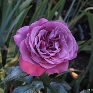 Rose (Rosa 'Plum Perfect') in the Roses Database - Garden.org