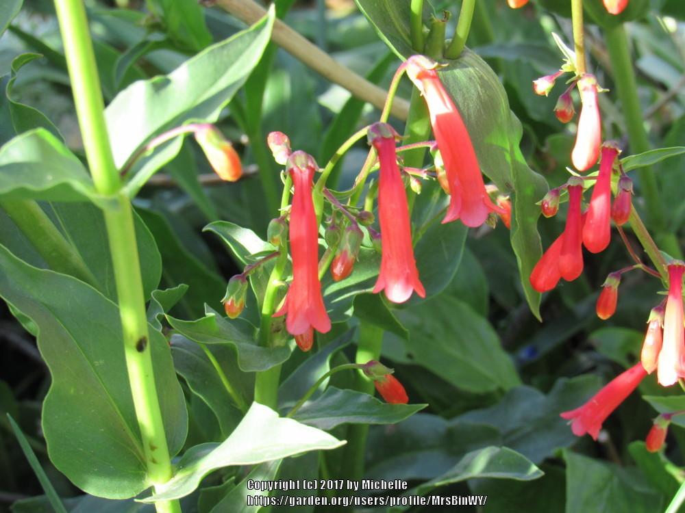 Photo of the bloom of Firecracker Penstemon (Penstemon eatonii) posted ...