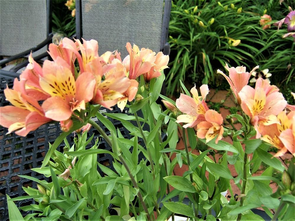 Photo of the stem, scape, stalk or bark of Peruvian Lily (Alstroemeria ...