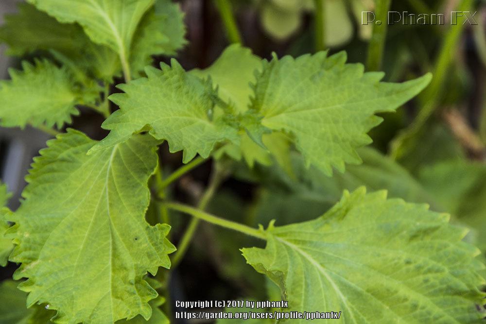 Shiso (Perilla 'Hojiso') - Garden.org
