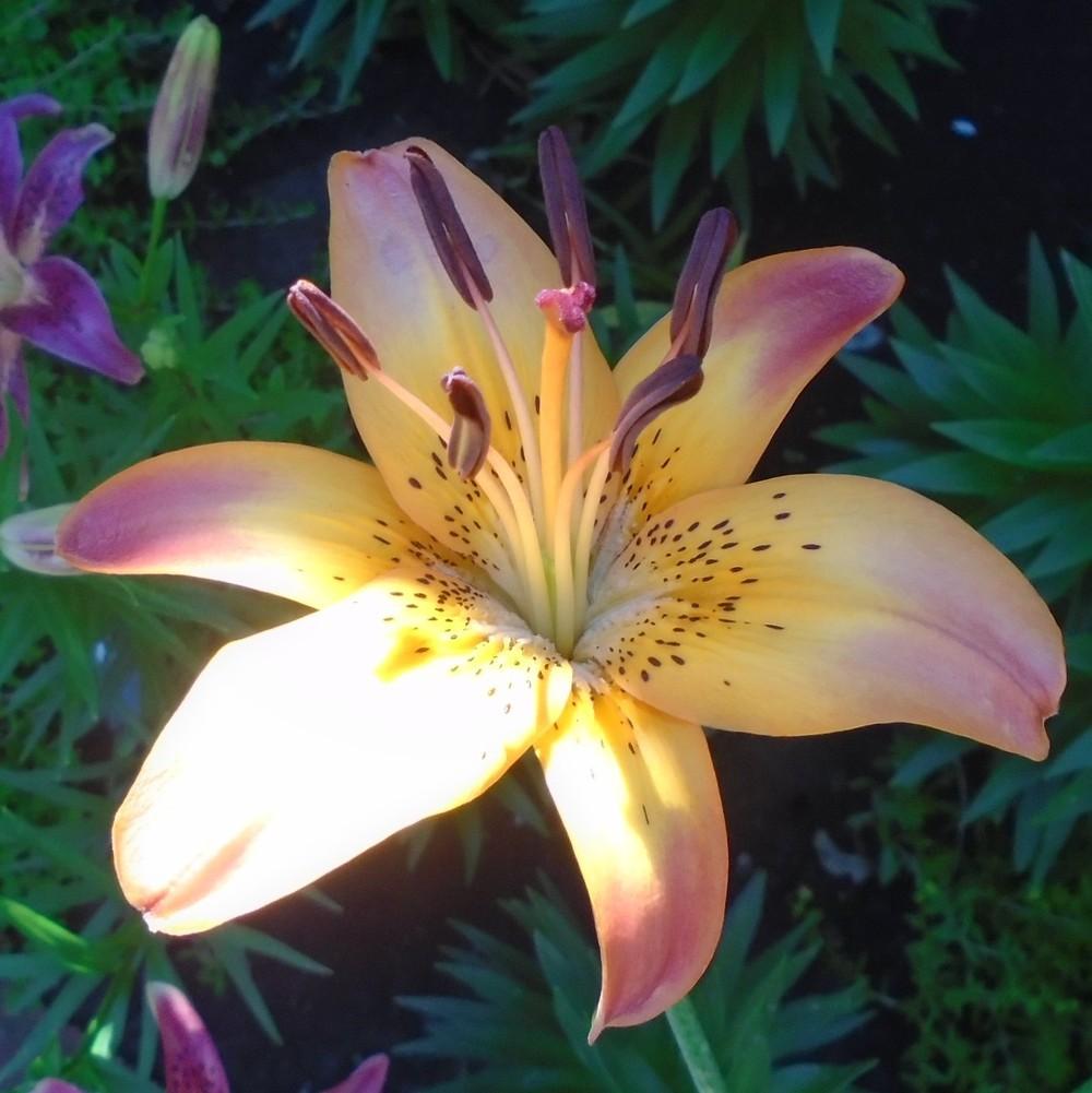 Lily (Lilium 'Master Gardener') in the Lilies Database - Garden.org