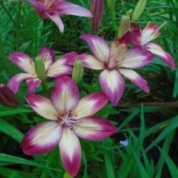 Lily (Lilium 'Heart Strings') in the Lilies Database - Garden.org