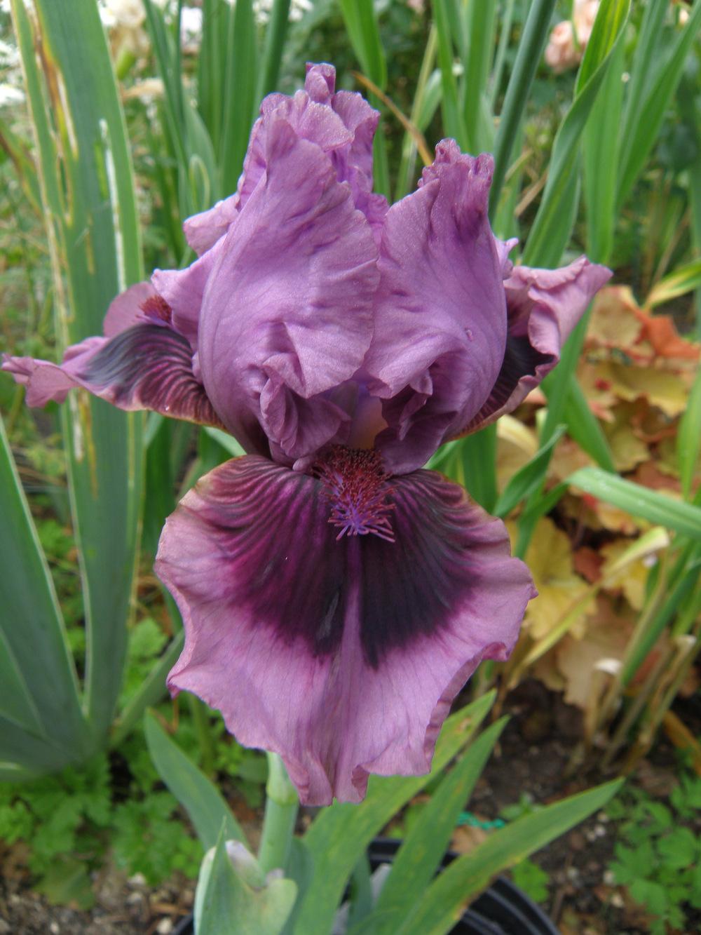 Intermediate Bearded Iris (Iris 'Irish Darling') in the Irises Database ...