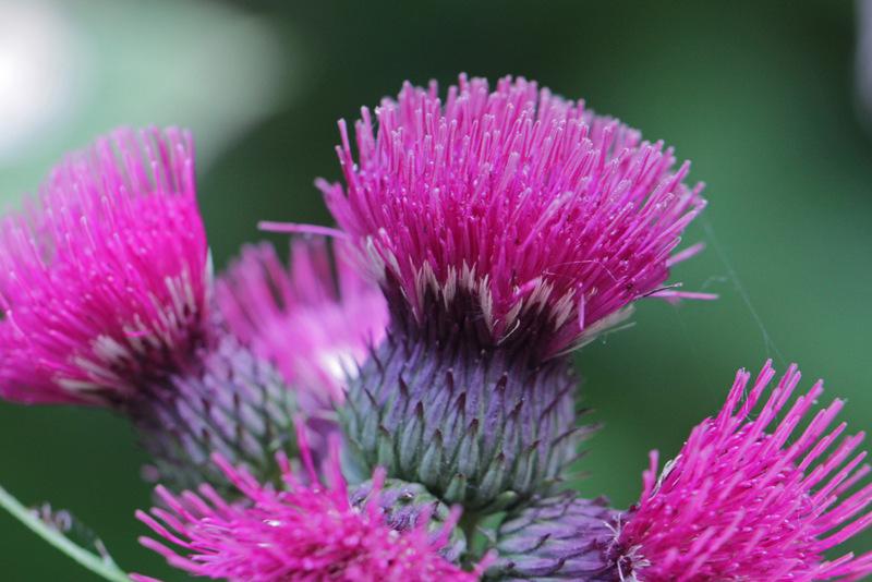 Cirsium rivulare 'Atropurpureum' - Garden.org