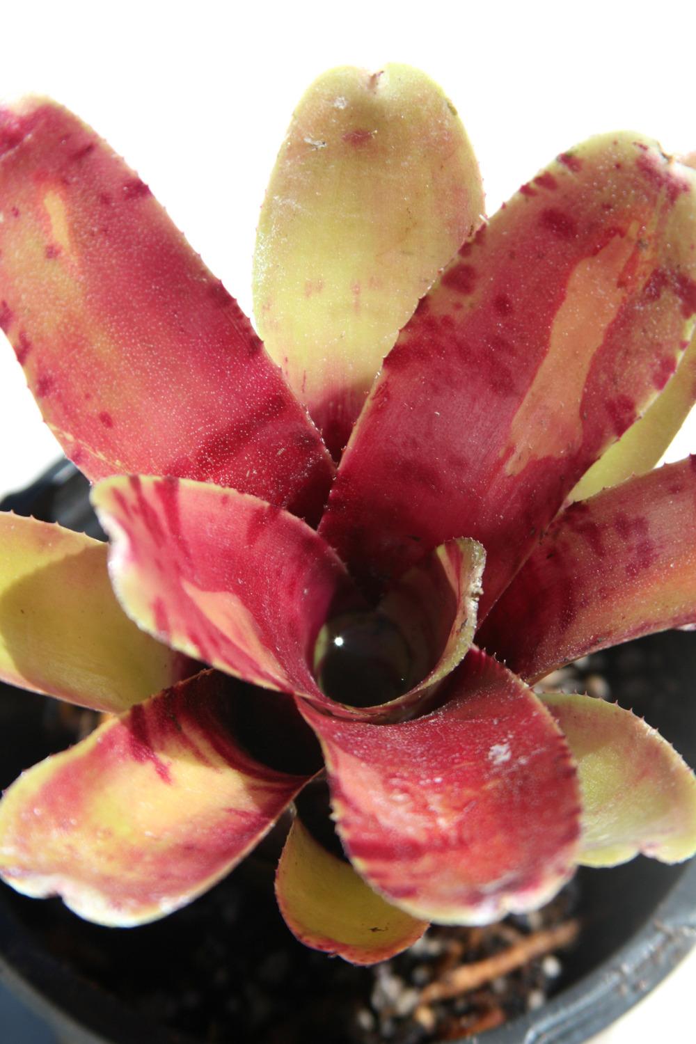 Neoregelia 'Ritzy Red' - Garden.org